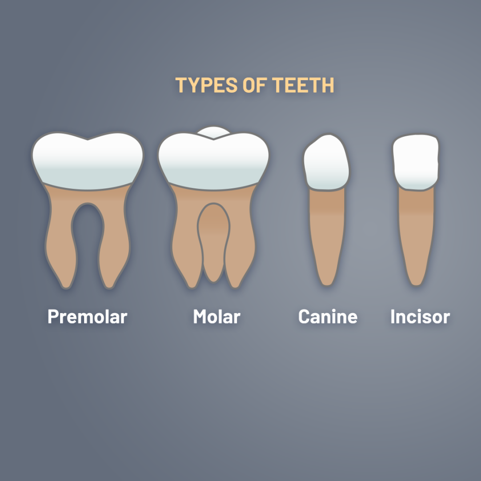 This is the Life Cycle of your Teeth | Wolf River Dental Center